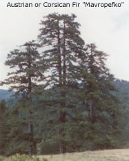 Ecotravel & Ecotourism in Greece: The Peloponnese: Mt. Chelmos or Xelmos